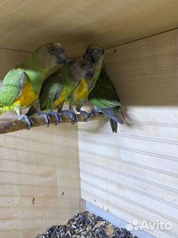 Сенегальские попугаи птенцы