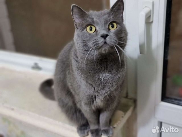 Полубританка, добрая, стерилизованная кошка Иришка