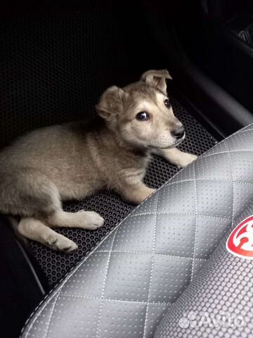 Отдам бесплатно щенки