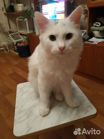 Отдам котенка за символическую плату