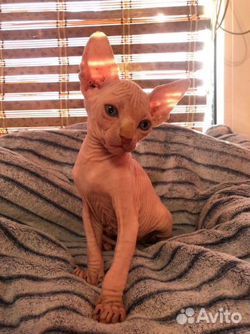 Котята канадского сфинкса