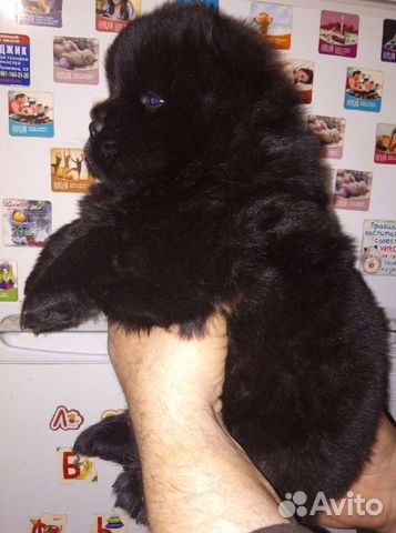 Щенки чау-чау