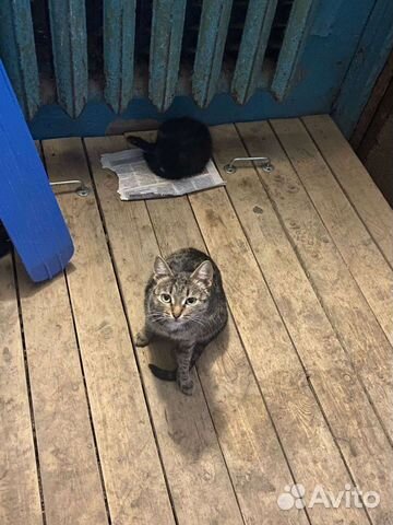 Кошка беременная с котятами