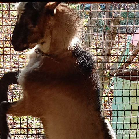 Козел,ламанча-Чех