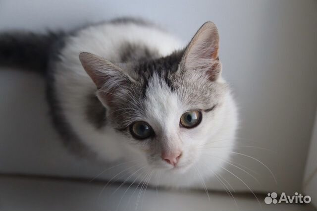 Котята котенок курильский бобтейл