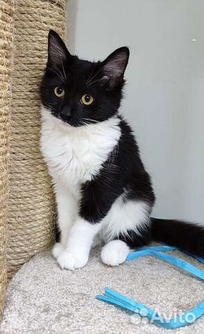 Кошка в дар