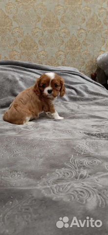 Девочка кавалерочка