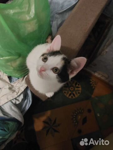 Котенок кошечка в добрые руки