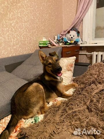 Собака