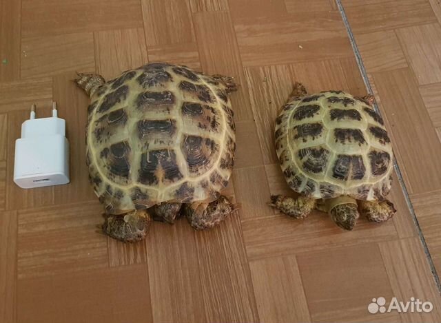 Черепаха сухопутная бесплатно