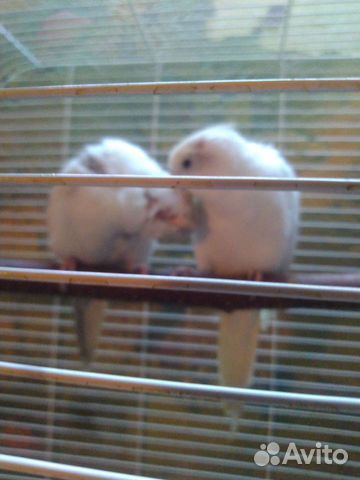 Пара белолицей кореллы