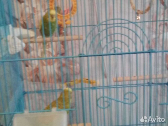 Волнистый попугай с клеткой бесплатно