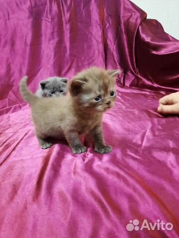Кошки котята британские