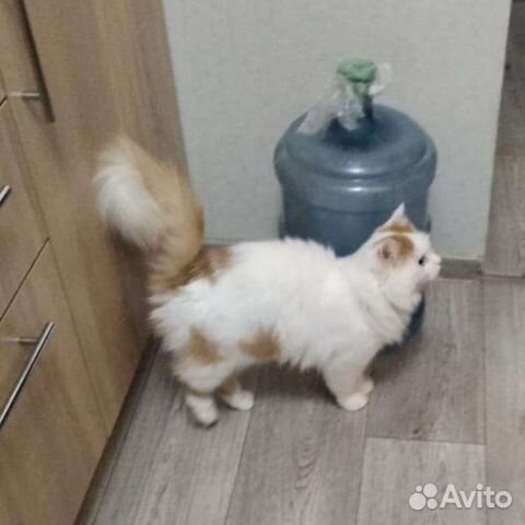 Ласкового домашнего кота принесли усыпить - 1 день