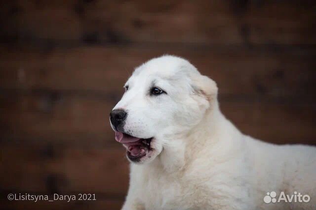 Красивый мальчик Алабая