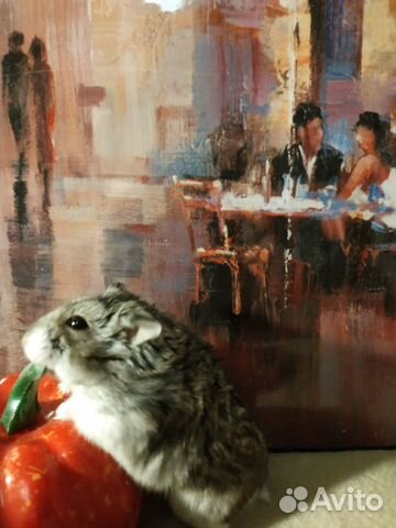 Хомячок джунгарик