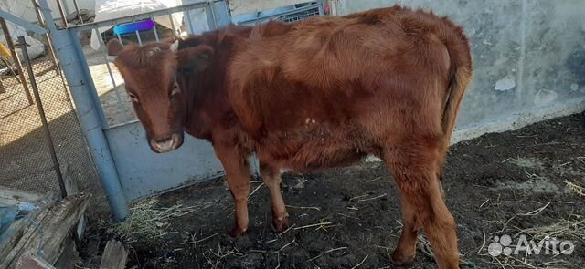 Телка телочка