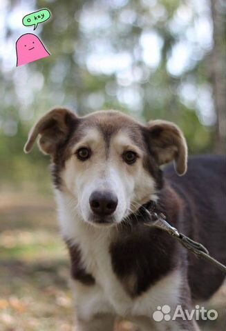 Собака Шейла бесплатно