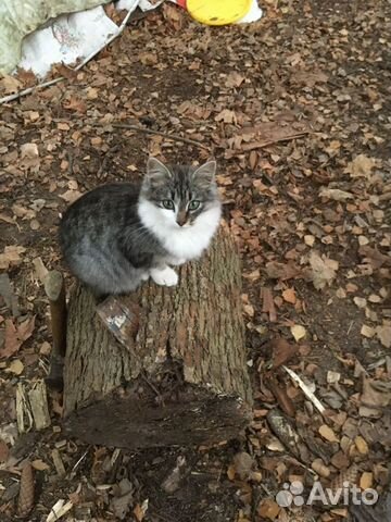 Кошки курильский бобтейл