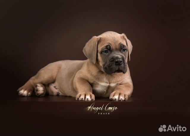 Кане корсо - форментино