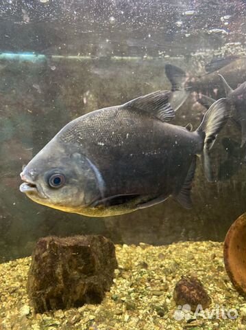 Пиранья паку