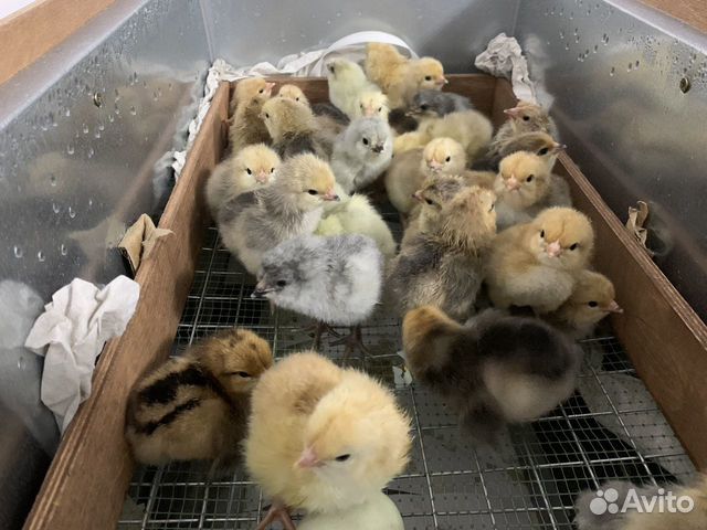 Куры Амераукана Лаванда суточные цыплята