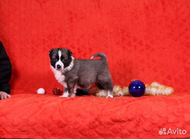 Обалденный щенок Кексик-очень вас ждет, в дар