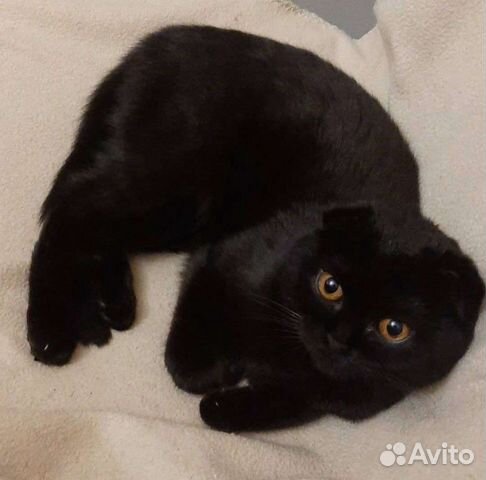 Кошка в дар шотландская вислоушка