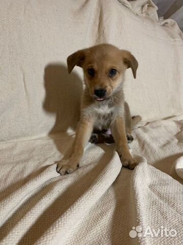 Отдам в добрые руки