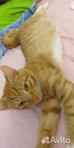 Котёнок подросток рыж. В добрые руки