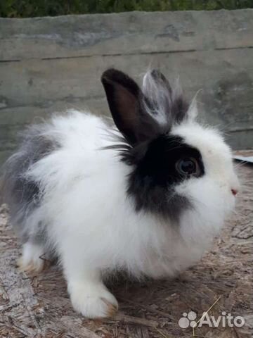 Декоративные кролики