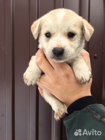 Собака, щенок симпатяжка, 1,5 мес