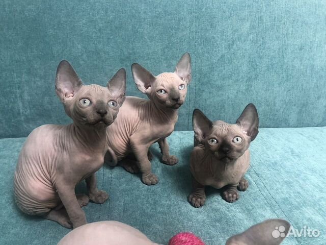 Канадский сфинкс