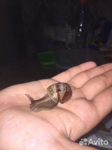 Улитки ахатины бесплатно