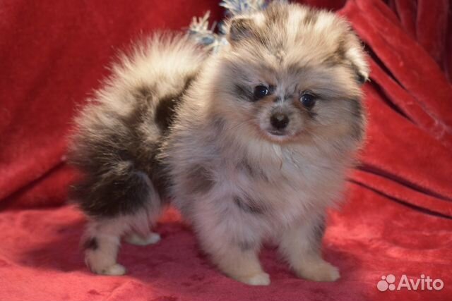 Шпиц - воздушное облачко