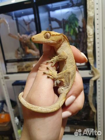 Геккон бананоед самец