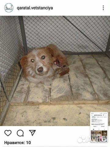 Собака, животные смертники