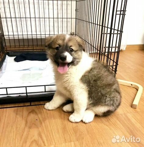 Щенок мальчик