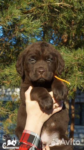 Шоколадный мальчик лабрадора