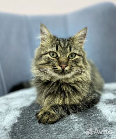 Молодой сибирский котик в дар