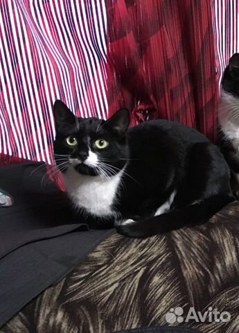 Котик Лютик