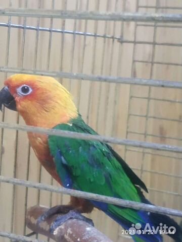 Попугай Аратинга Яндайя