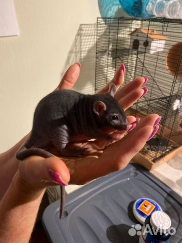 Домашняя крыска