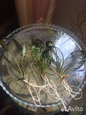 Криптокорина