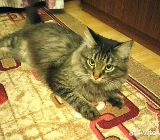 Кошка Фанни