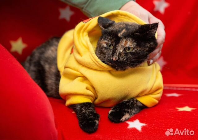 Гита ищет ответственные ручки