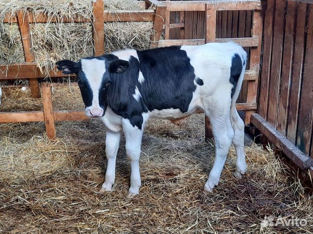 Бычки и телята
