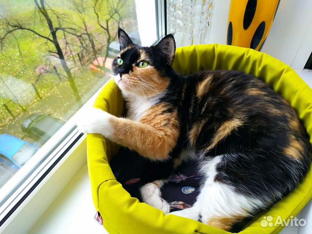 Лучшая кошка на свете с плюшевой шерсткой
