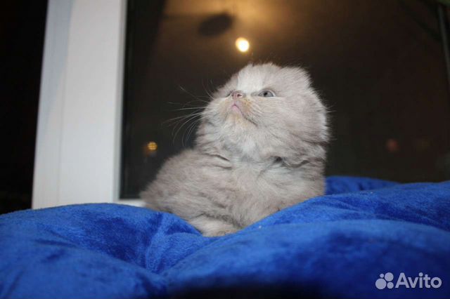 Шотландская вислоухая кошка