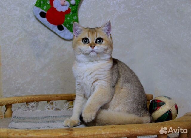 Котик Бегемотик